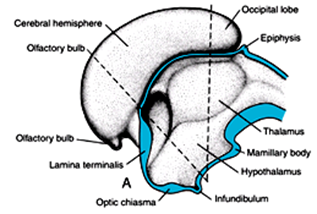 Development of the brain - RME